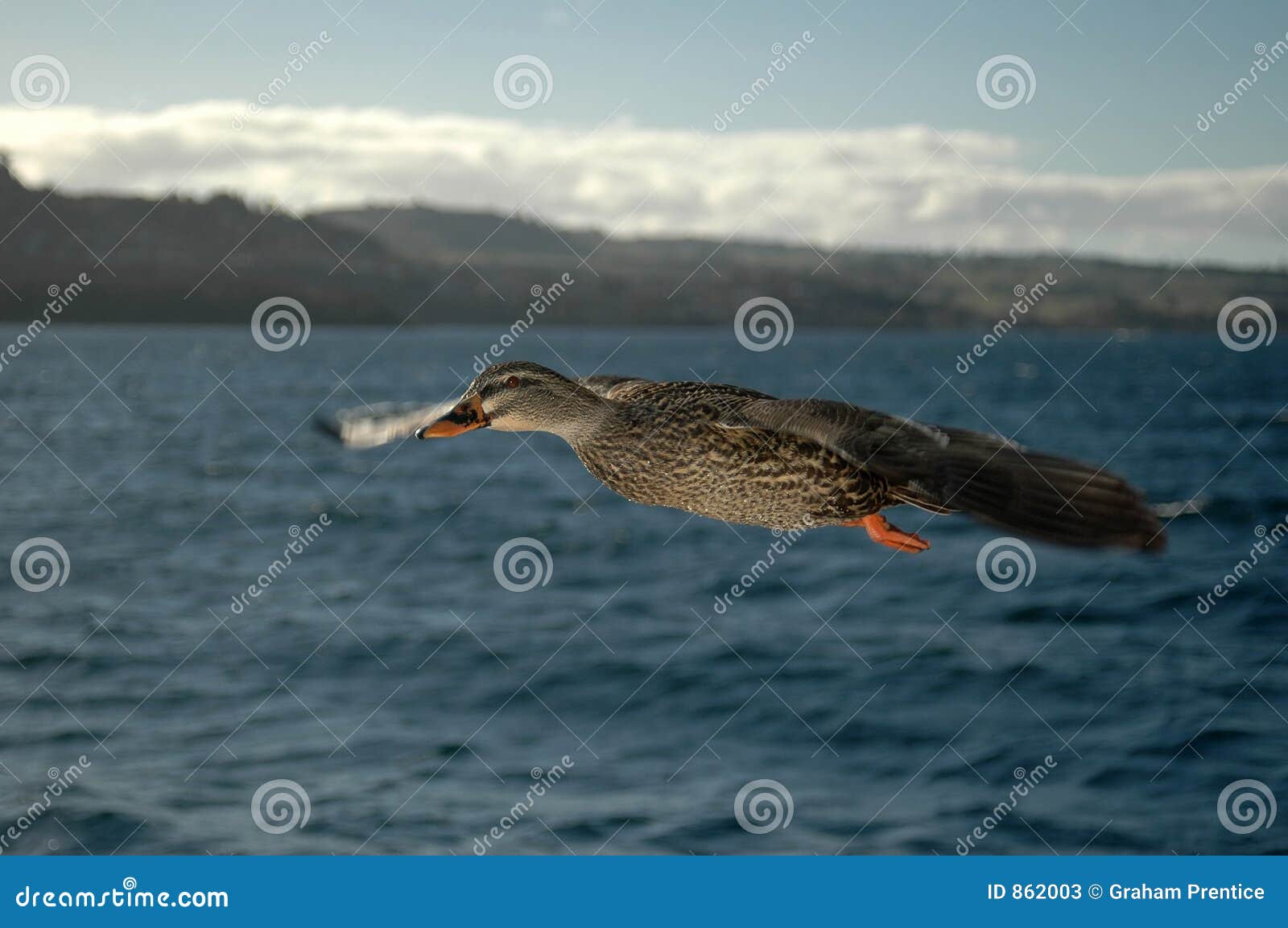Duck in Flight 4 stock image. Image of female, mallard - 862003