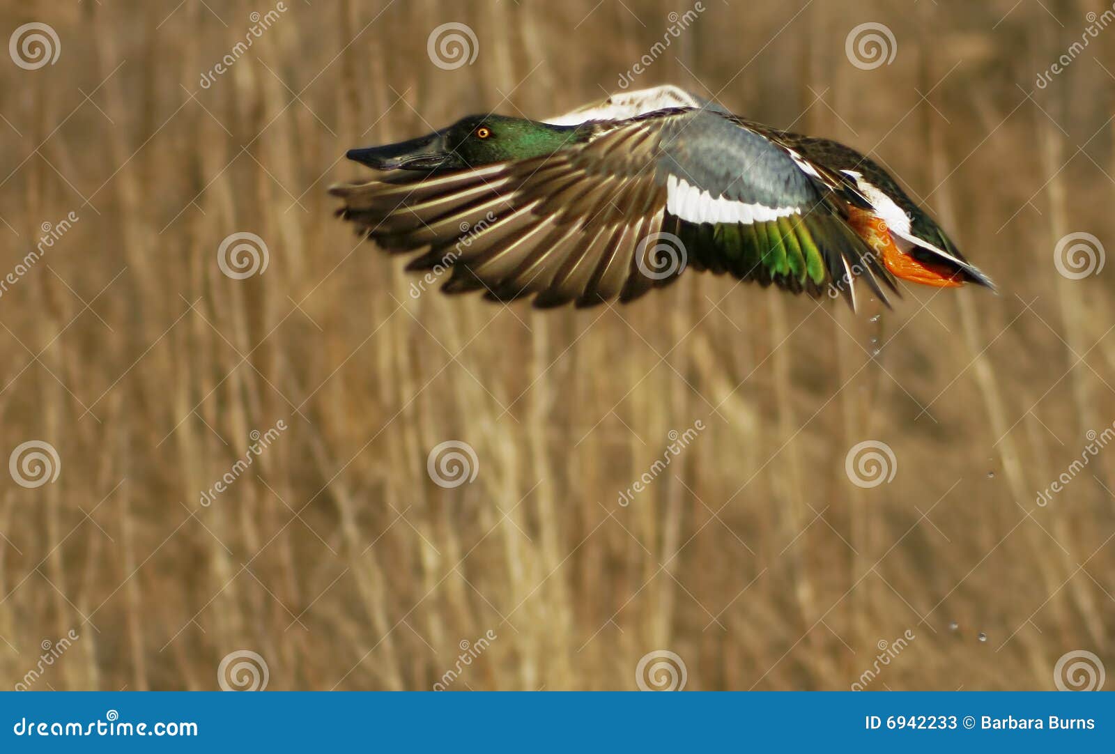Duck in Flight stock image. Image of orange, wings, beak - 6942233