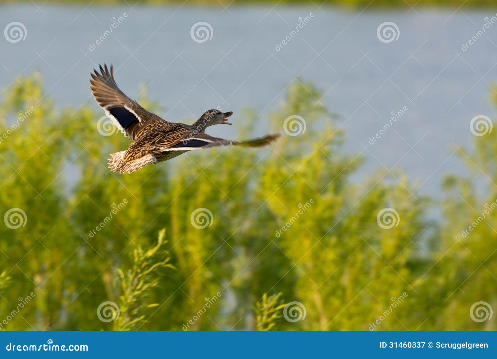 Duck in Flight stock image. Image of outdoor, waterfowl - 31460337