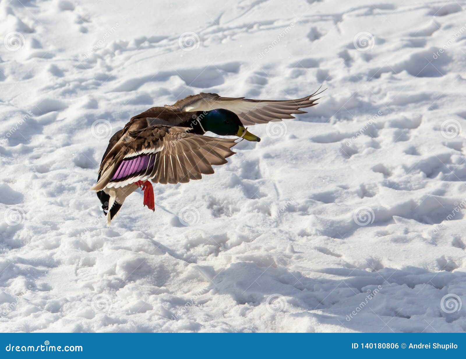Duck in Flight Over White Snow in Winter Stock Photo - Image of beak ...