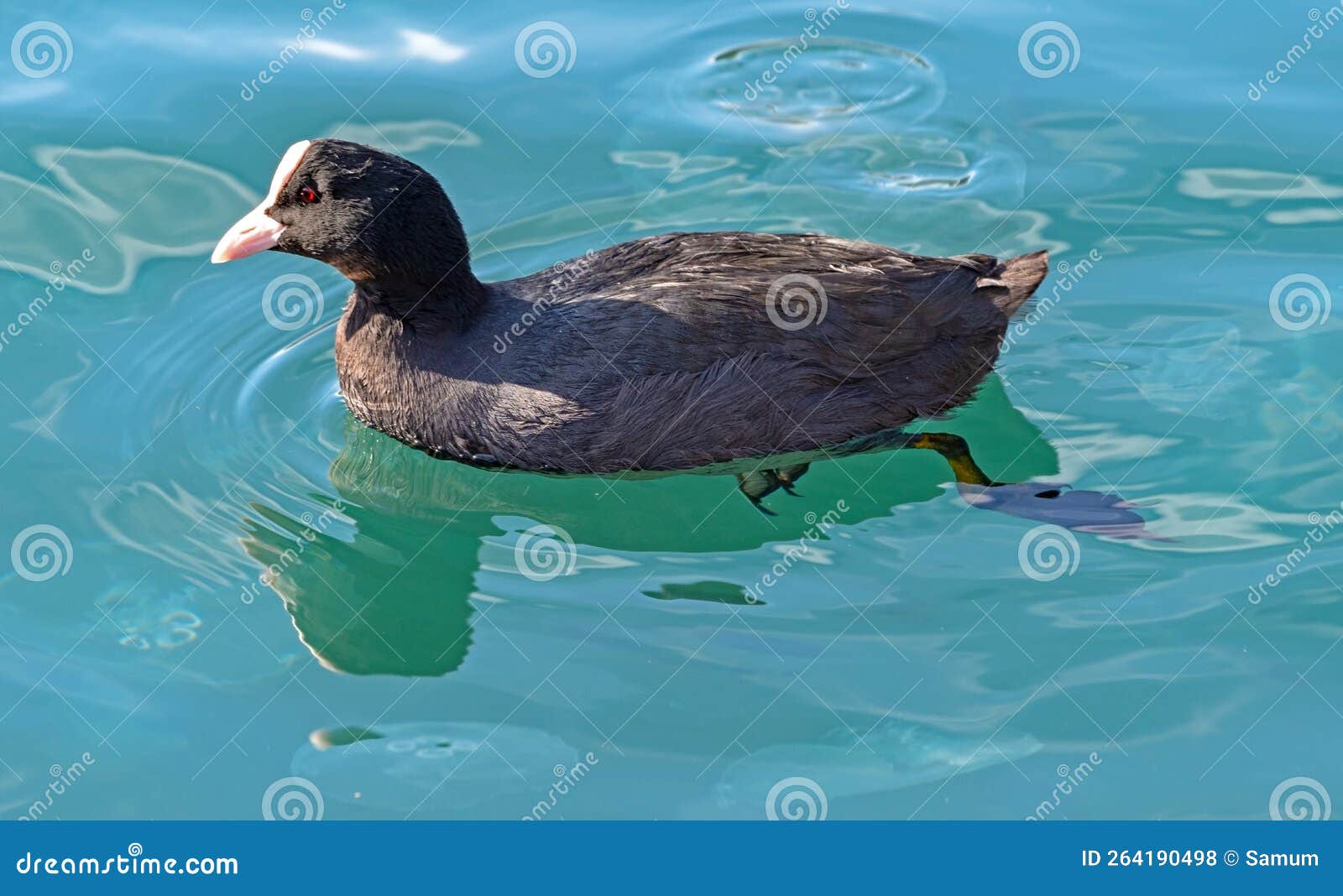 Duck float in water stock photo. Image of bird, life - 264190498