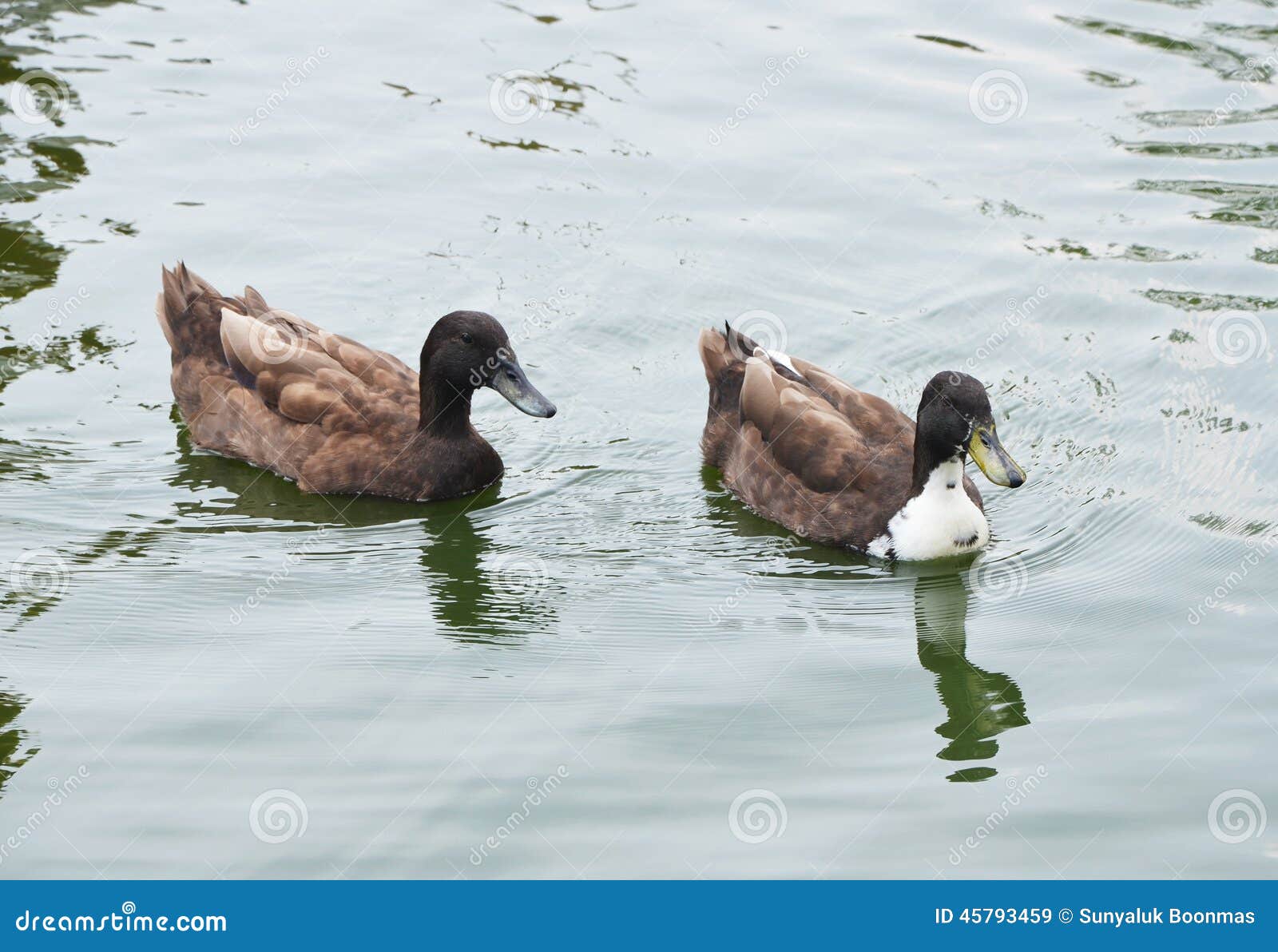 Duck Floating on Clear Water Stock Image - Image of brown, animals ...