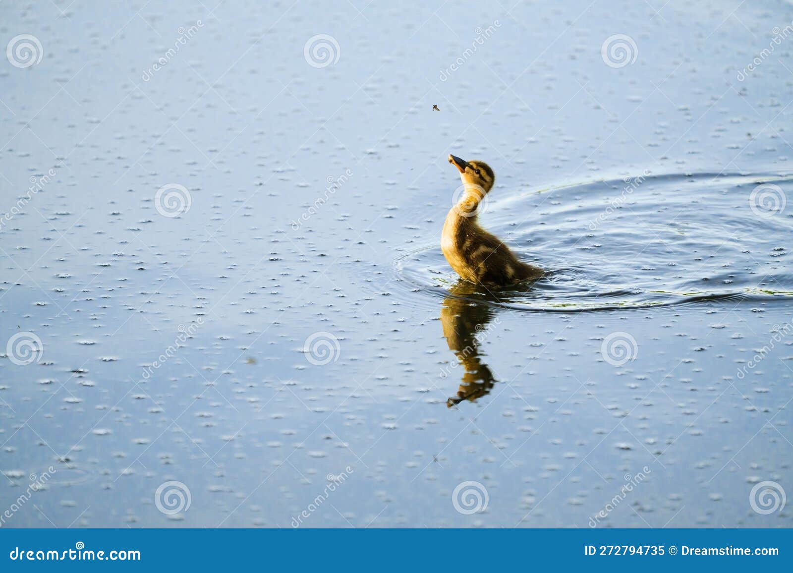 Duck Floating in the Lake, with Its Reflection in the Water Stock Image ...