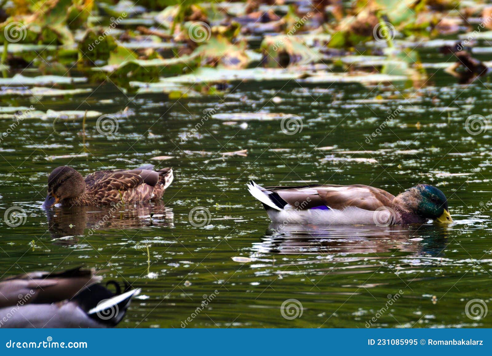 A ducks on the water stock image. Image of mallard, duck - 231085995