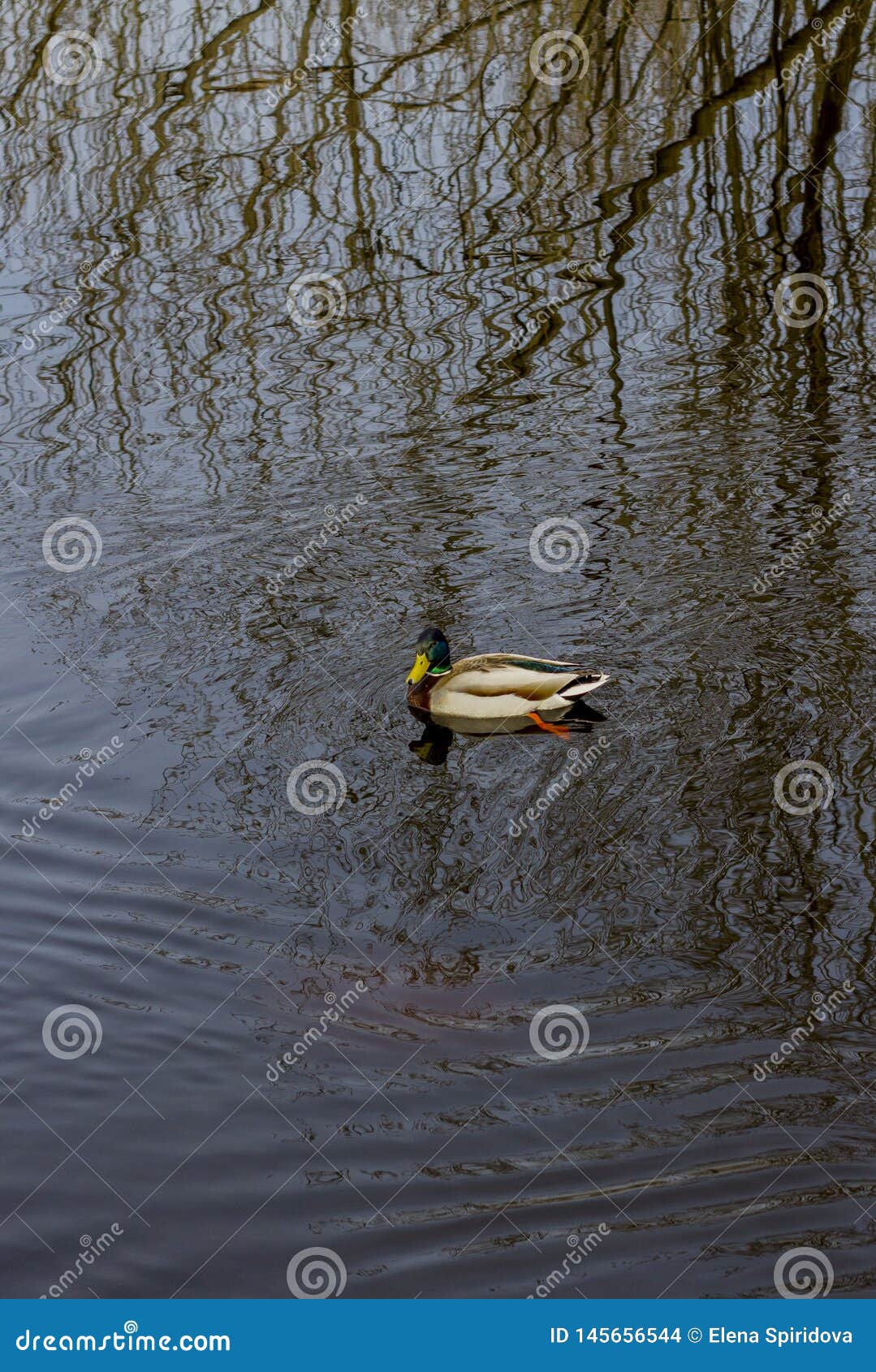 Duck floating in a river stock photo. Image of beauty - 145656544