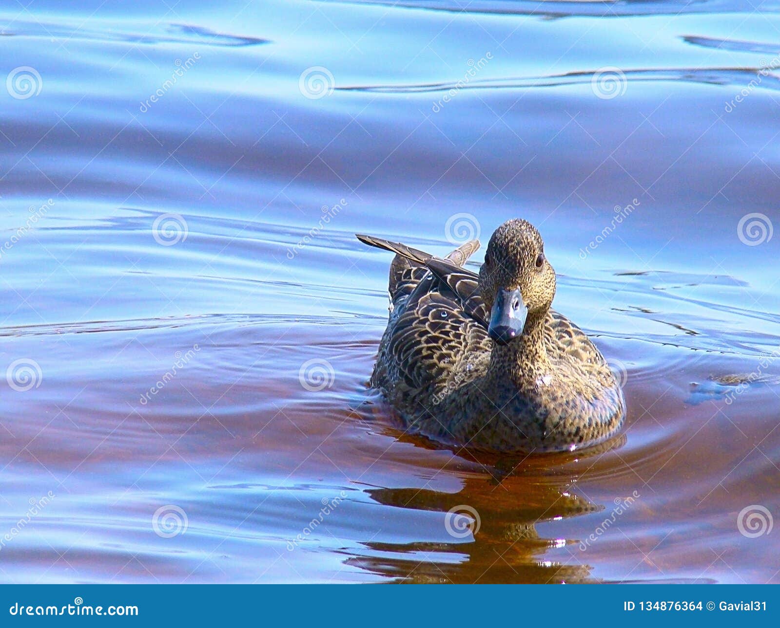 Duck floating in the water stock photo. Image of bird - 134876364