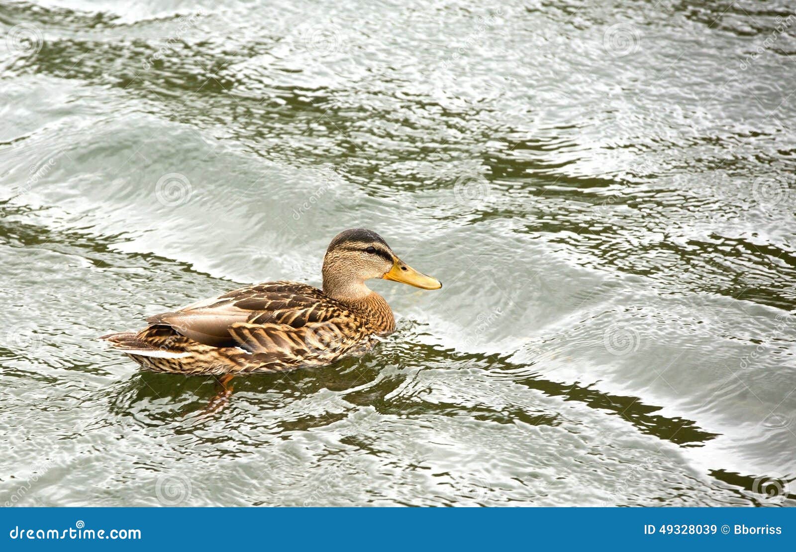 Duck Floating in Water on Lake Stock Image - Image of beauty, birds ...