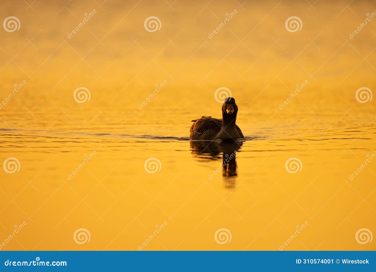 A Duck Floating on Top of a Body of Water at Sunset Stock Image - Image ...