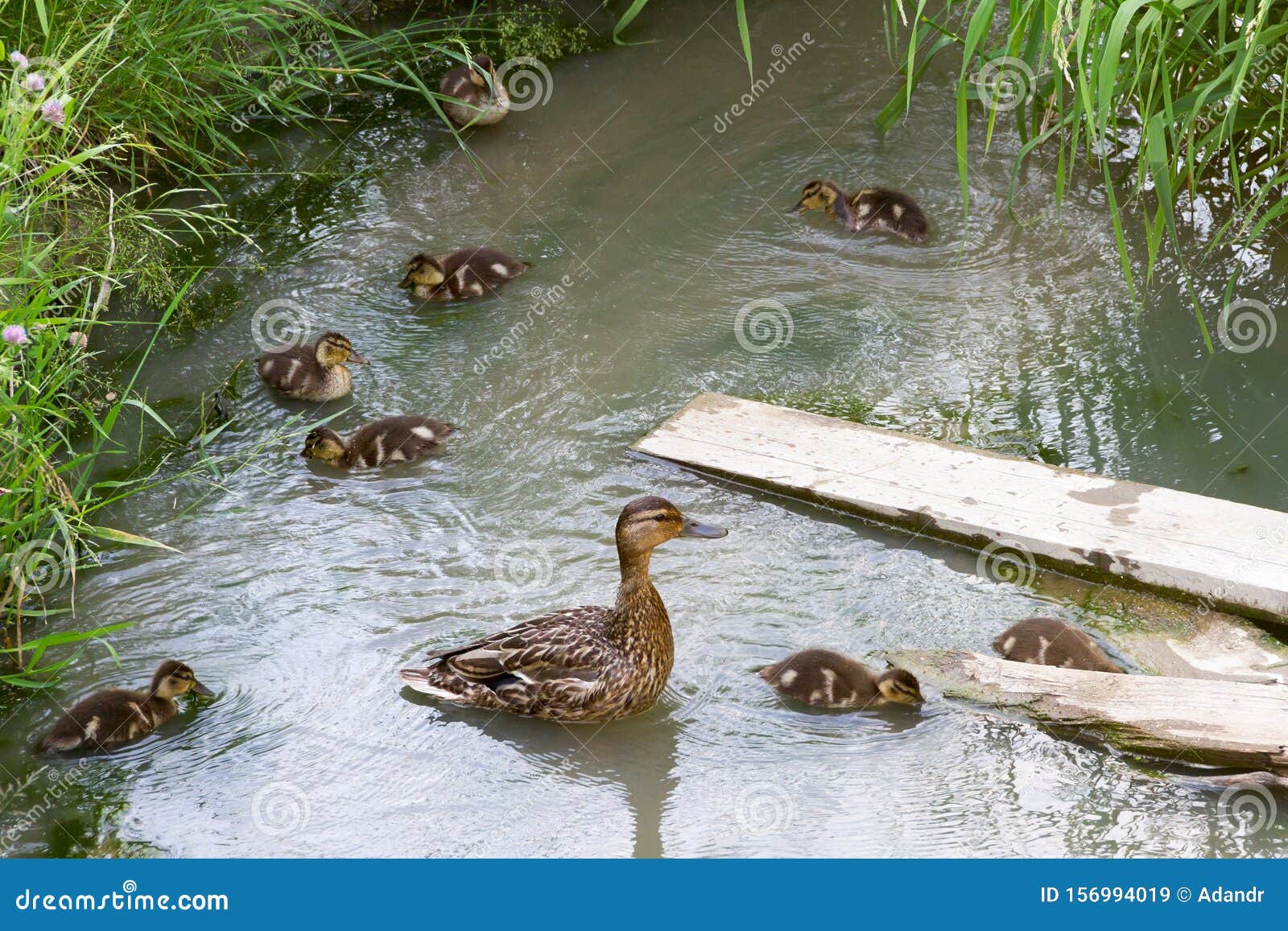 Duck Polluted Water Willow Combustible Dirty Water Environmental ...