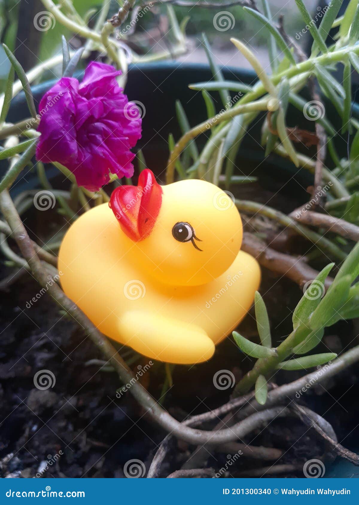 Duck flower nature stock photo. Image of animal, tree - 201300340