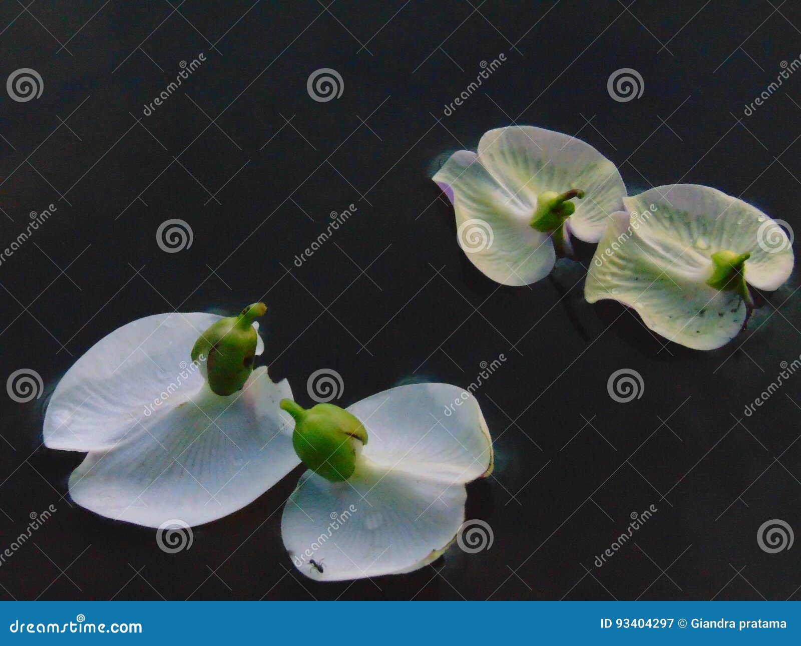 Duck flower plants stock image. Image of backgrounds - 93404297