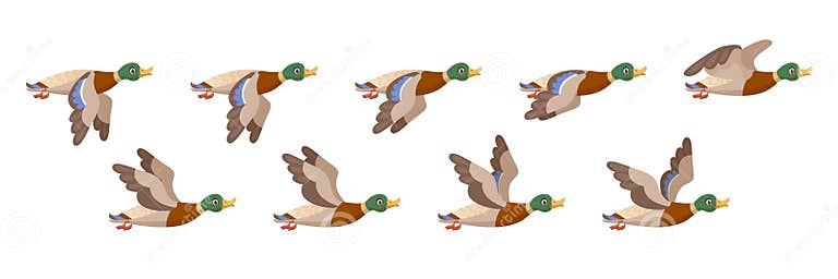 Duck Fly Animation. Ducks Flight Wing Pose Sequence Loop, Flying Wild ...