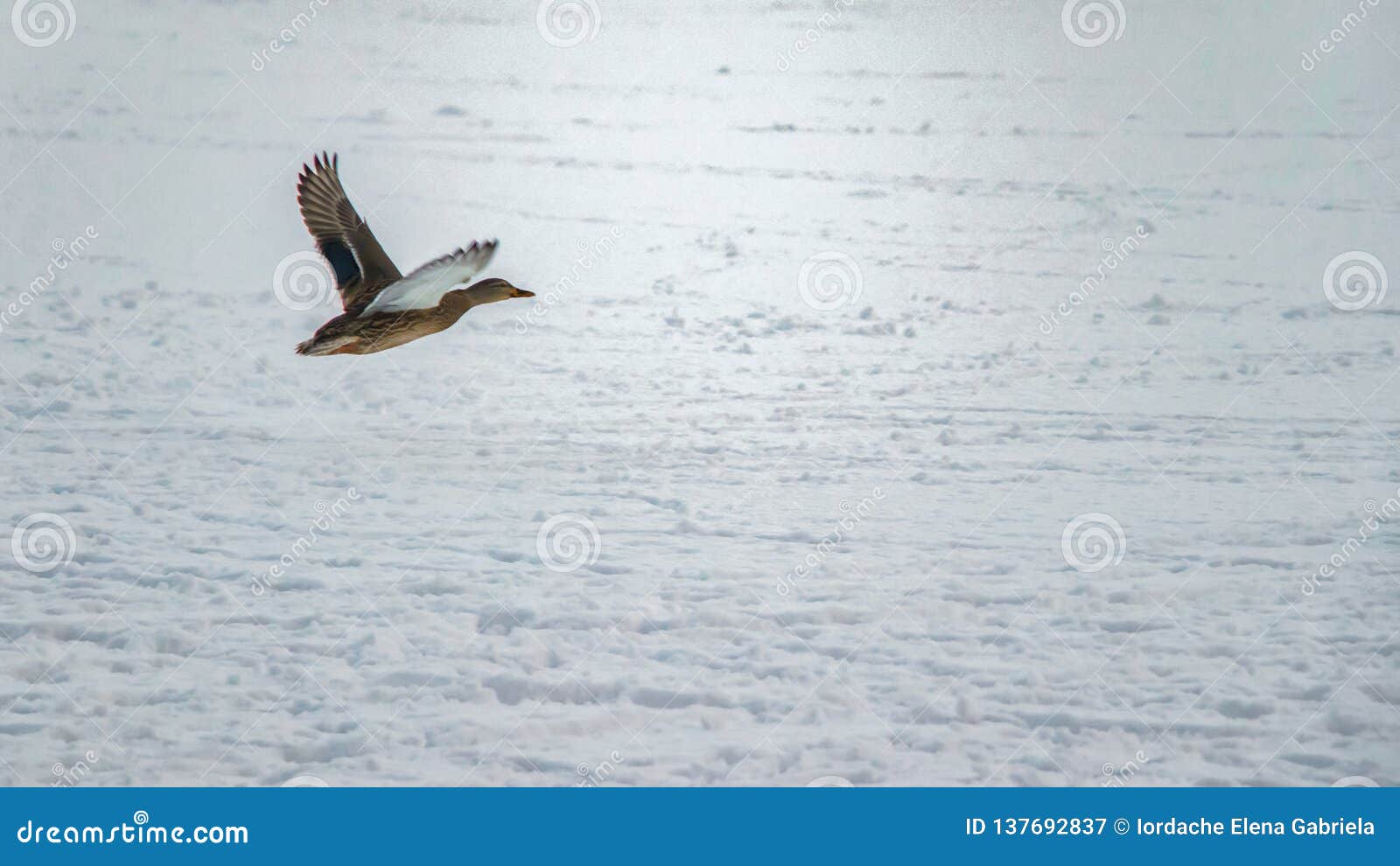 A duck flying above stock image. Image of beak, soaring - 137692837