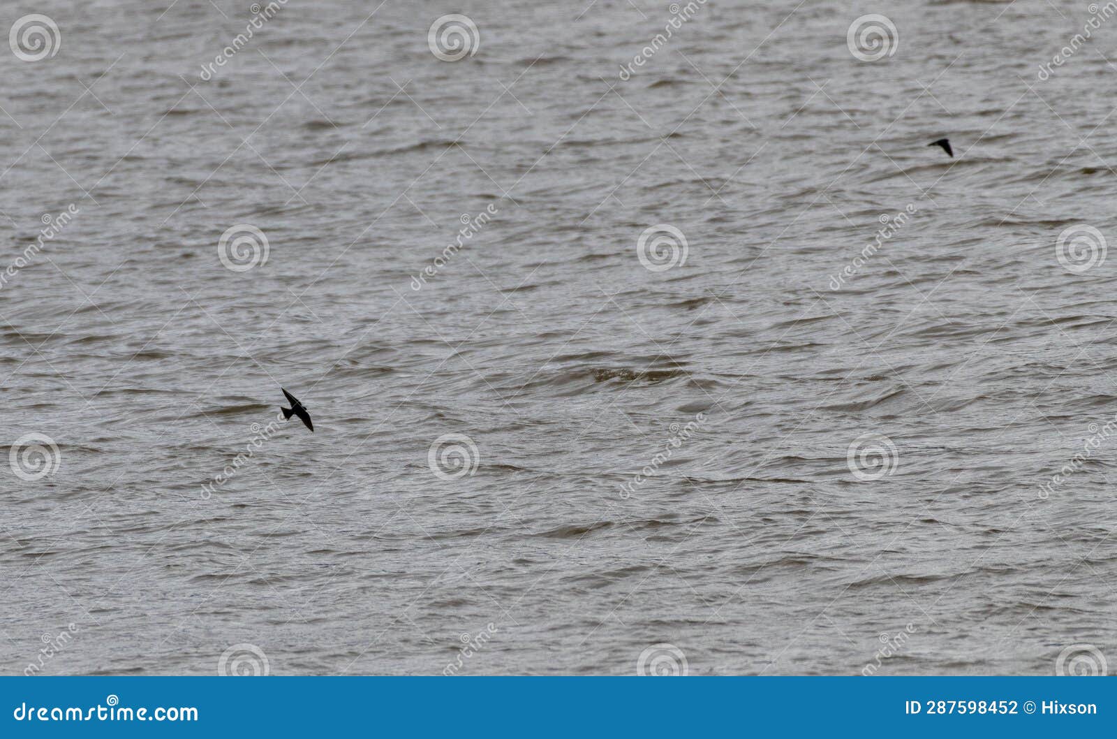 Duck Flying Along Water Surface Stock Photo - Image of gull, lake ...