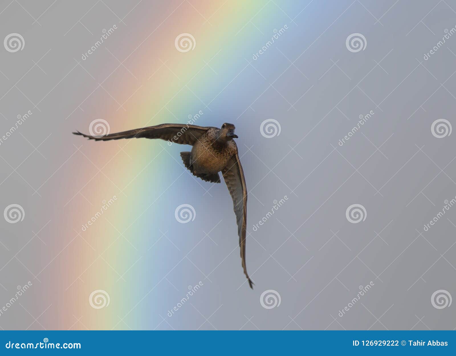 Duck flying over rainbow stock photo. Image of hunting - 126929222