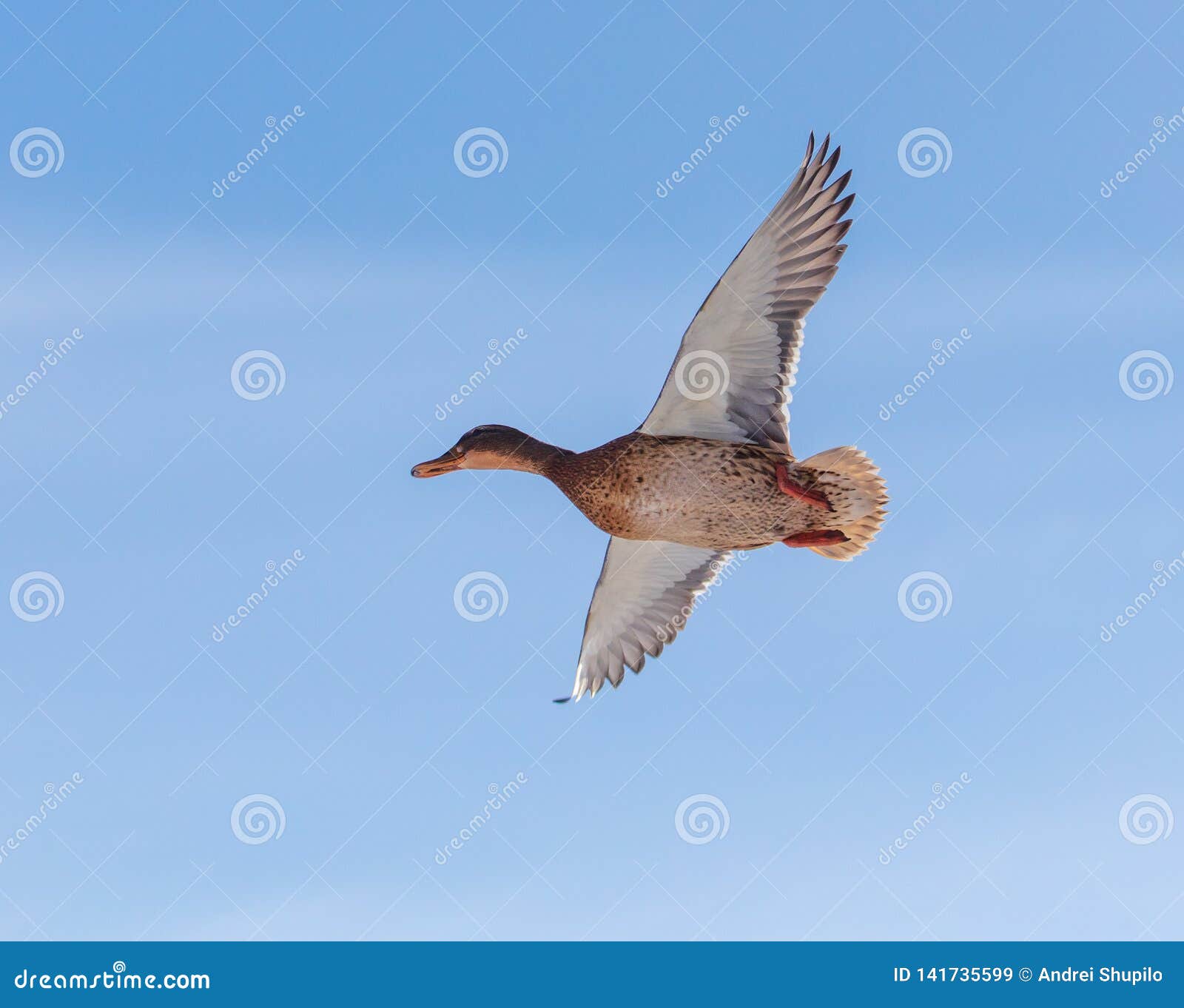 Duck flying in the sky stock image. Image of head, mallard - 141735599