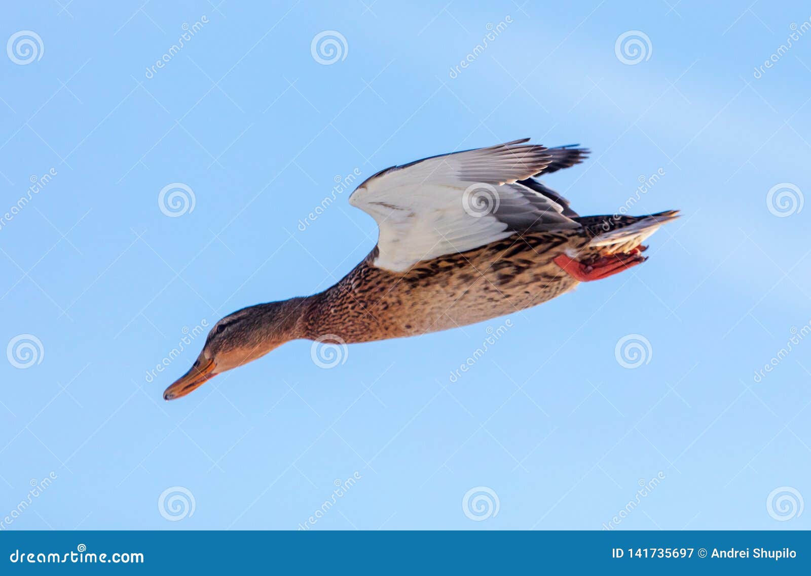 Duck flying in the sky stock image. Image of female - 141735697