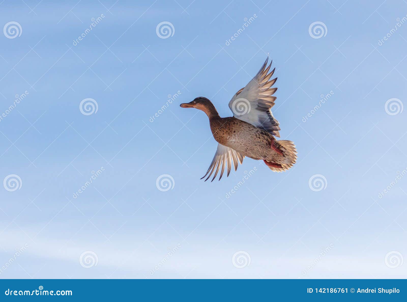 Duck flying in the sky stock image. Image of duck, nature - 142186761