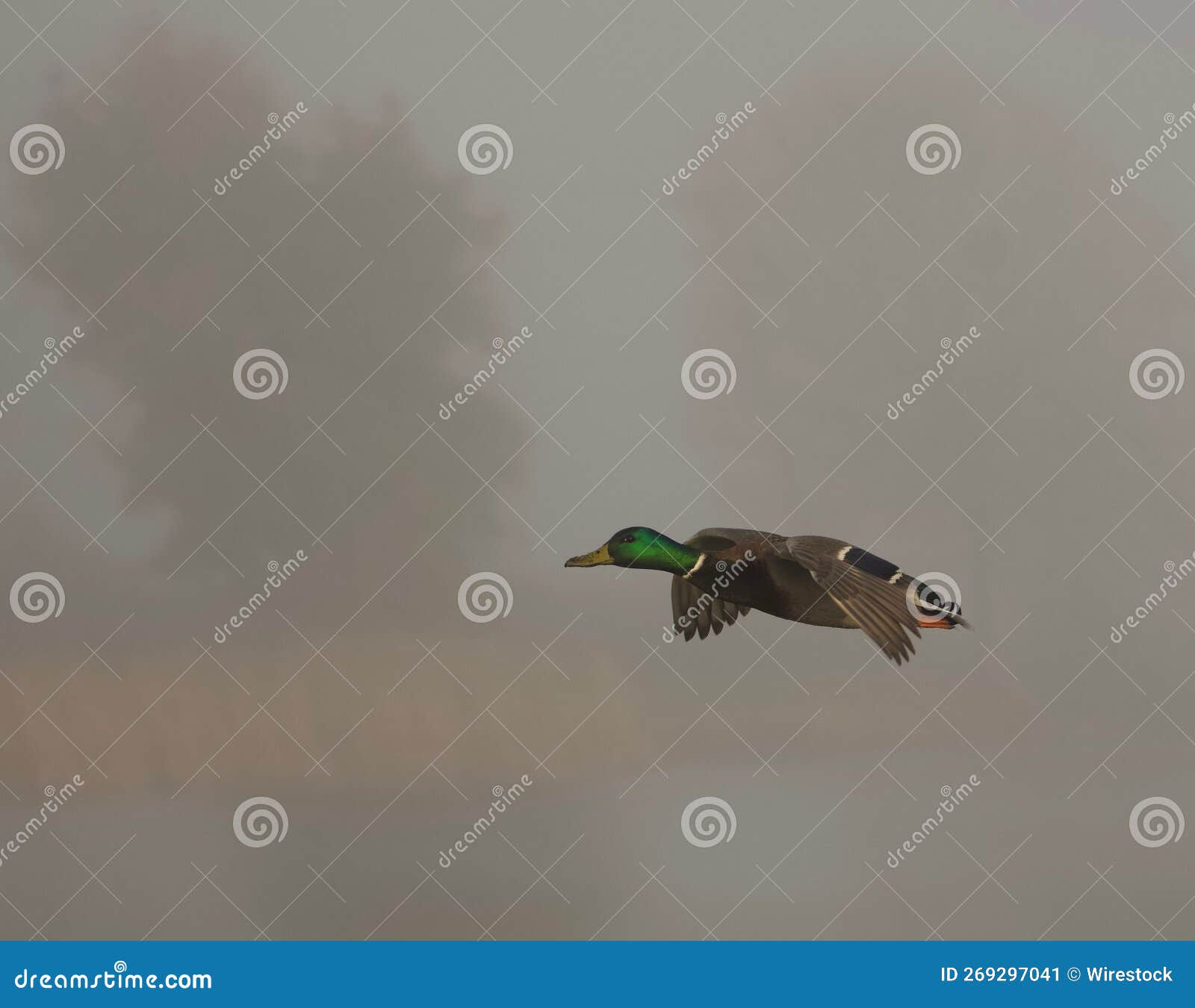 Duck Flying in Sky during Sunset Stock Image - Image of wings, perching ...