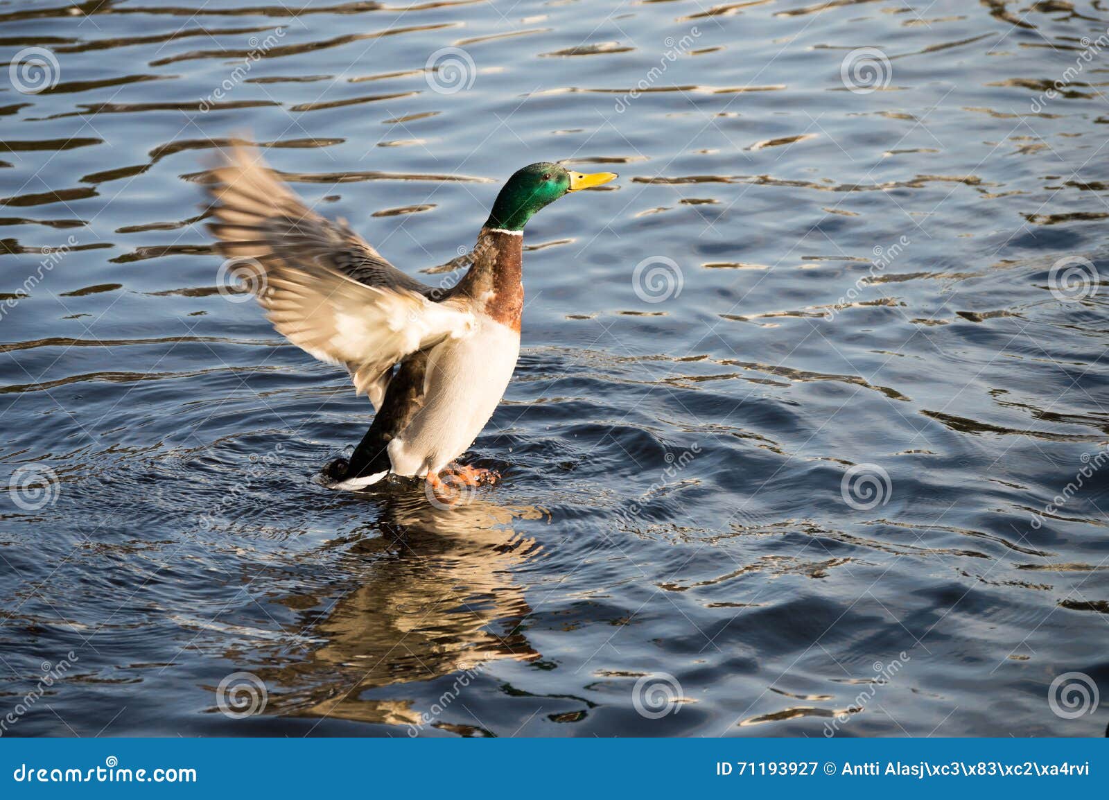Duck flying. stock image. Image of springtime, bird, wild - 71193927