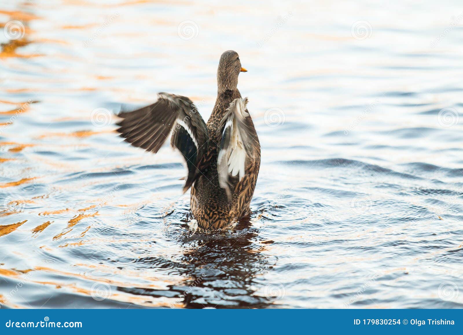 Duck Flying Up from the Water. Duck Fluttering Stock Photo - Image of ...