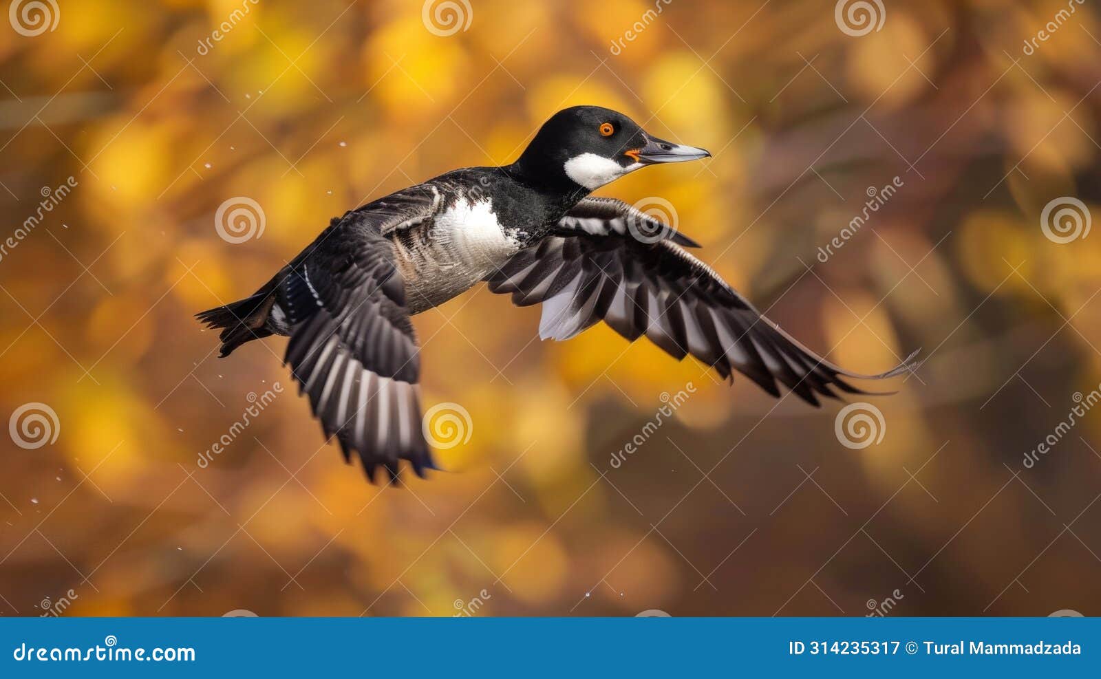 Duck flying wings spread stock image. Image of aerial - 314235317
