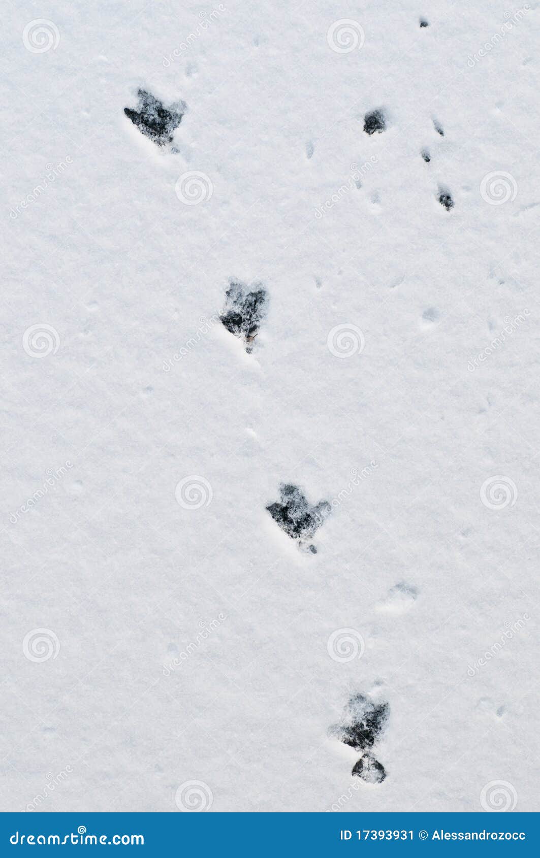 Duck foot prints on snow stock image. Image of snow, goose - 17393931