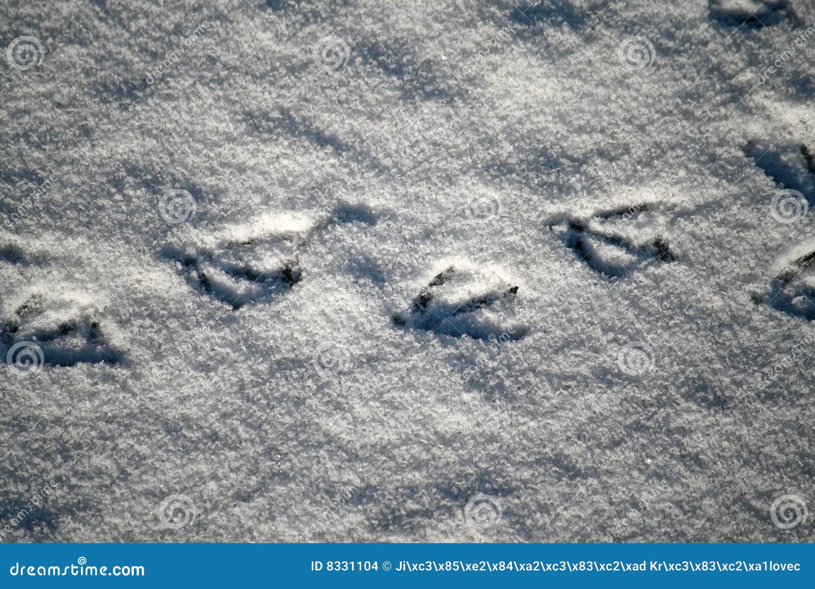 Duck footprints stock photo. Image of texture, bird, walk - 8331104