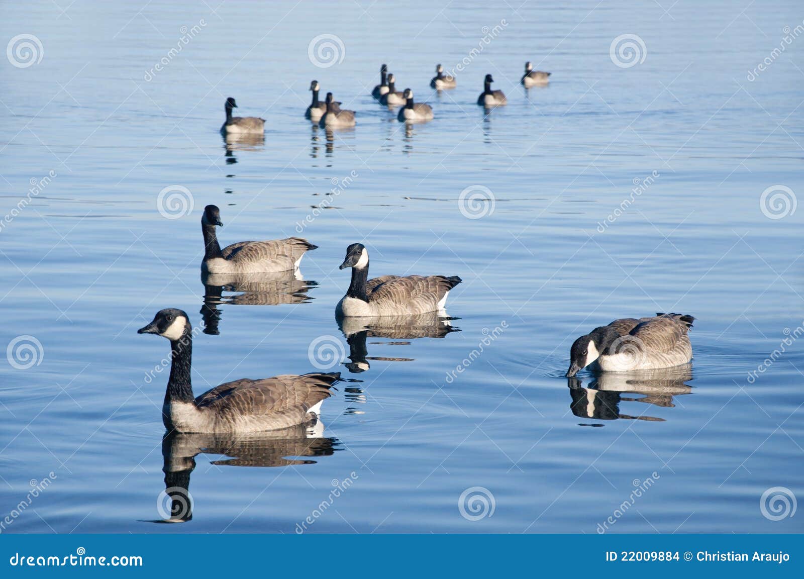 Duck Formation stock photo. Image of river, landscape - 22009884