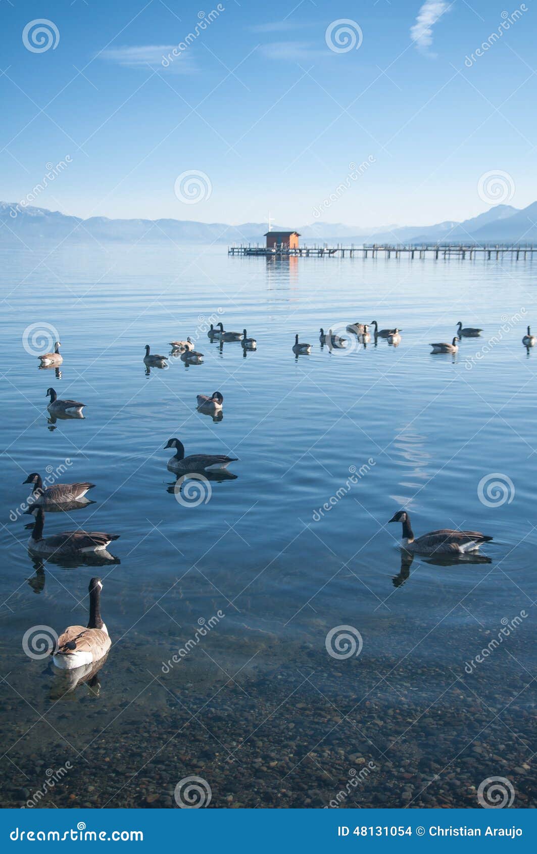 Duck Formation stock photo. Image of blue, brown, outdoor - 48131054