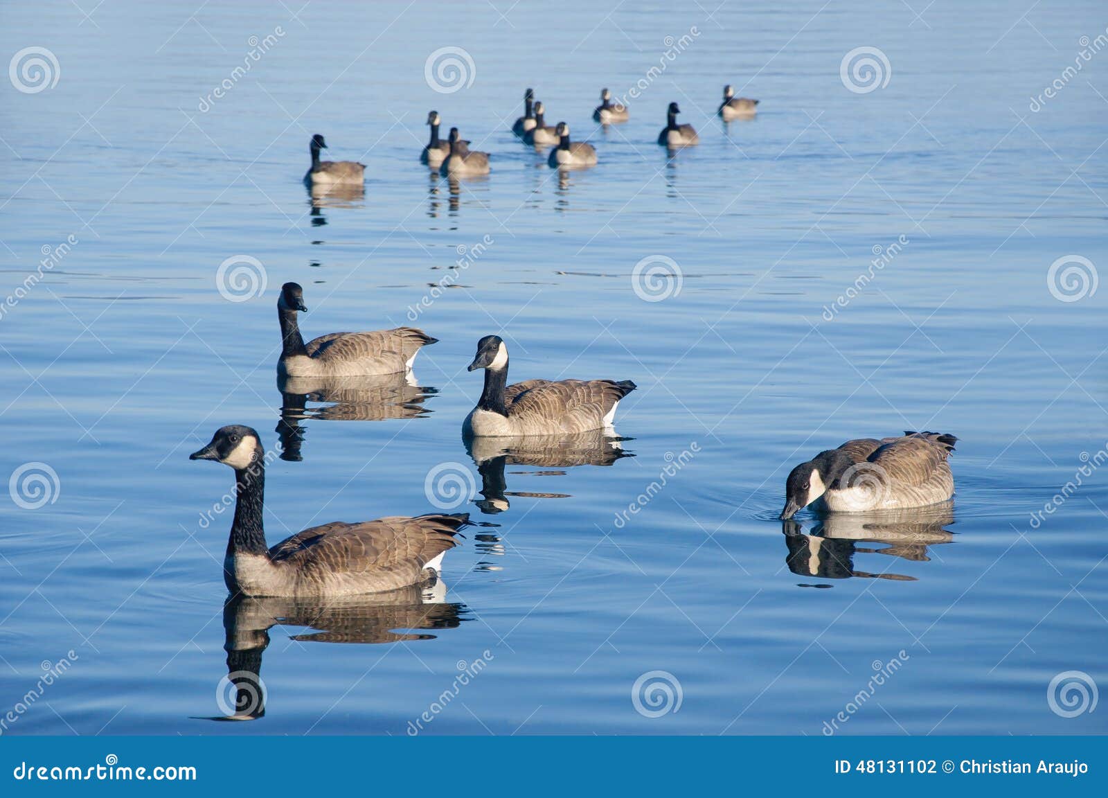 Duck Formation stock photo. Image of animals, nature - 48131102