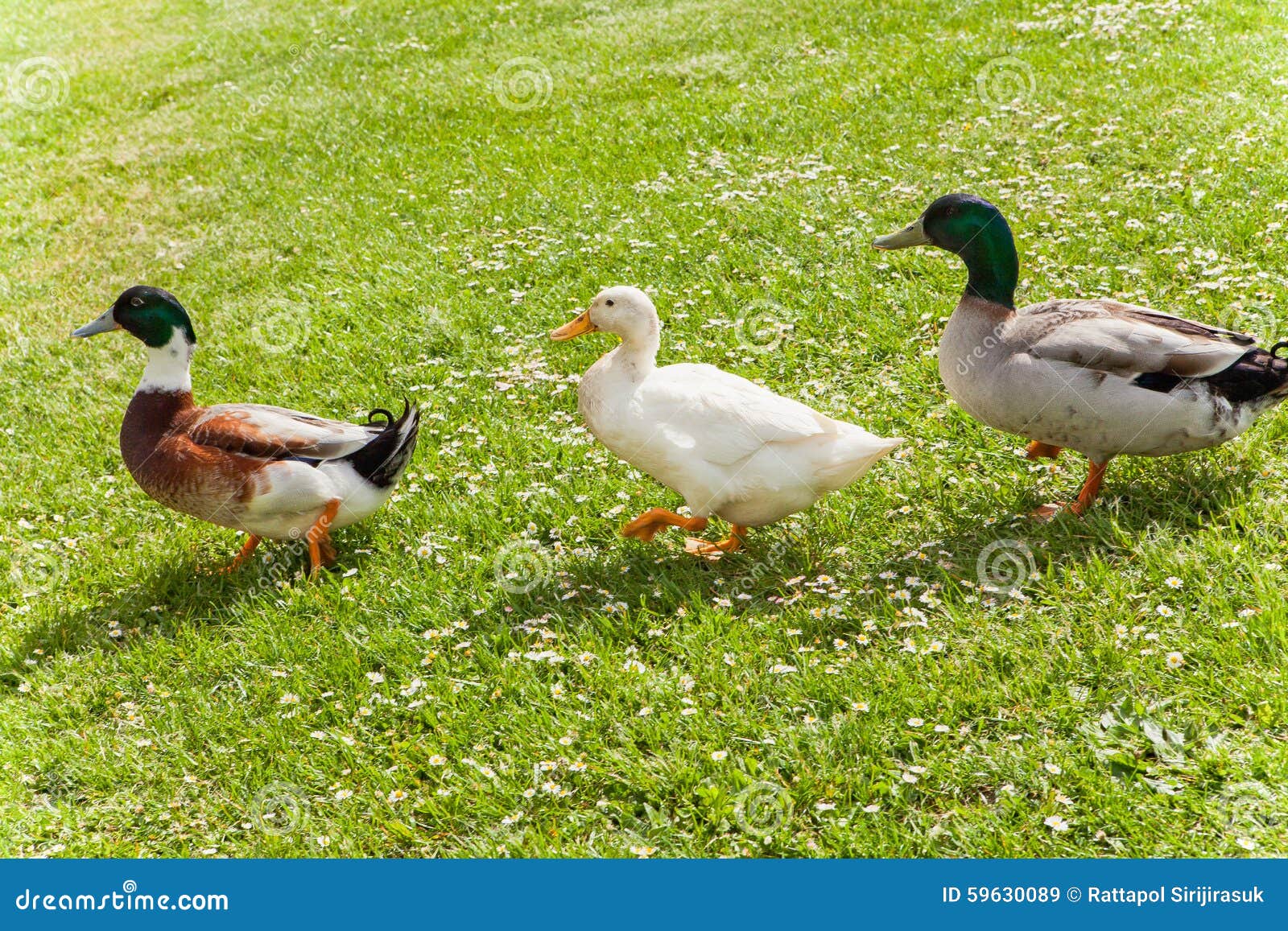 Duck and Friends stock image. Image of farming, wild - 59630089