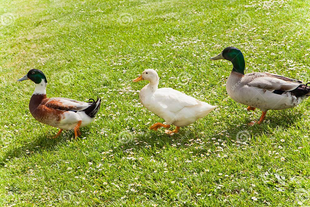 Duck and Friends stock image. Image of farming, wild - 59630089