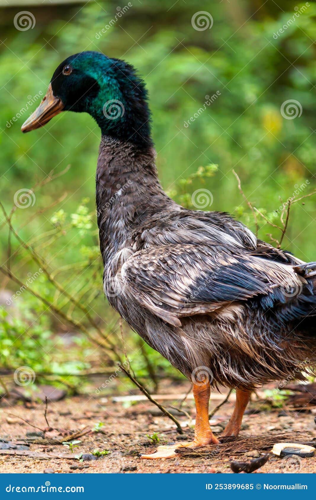 Beautiful Colorfull Duck in Backyard Stock Image - Image of colorfull ...