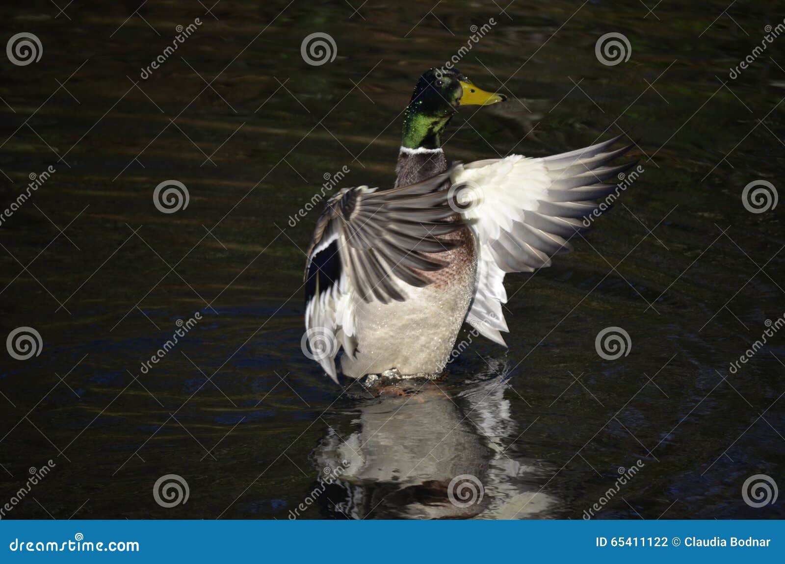 Duck getting dry stock photo. Image of feathers, duck - 65411122