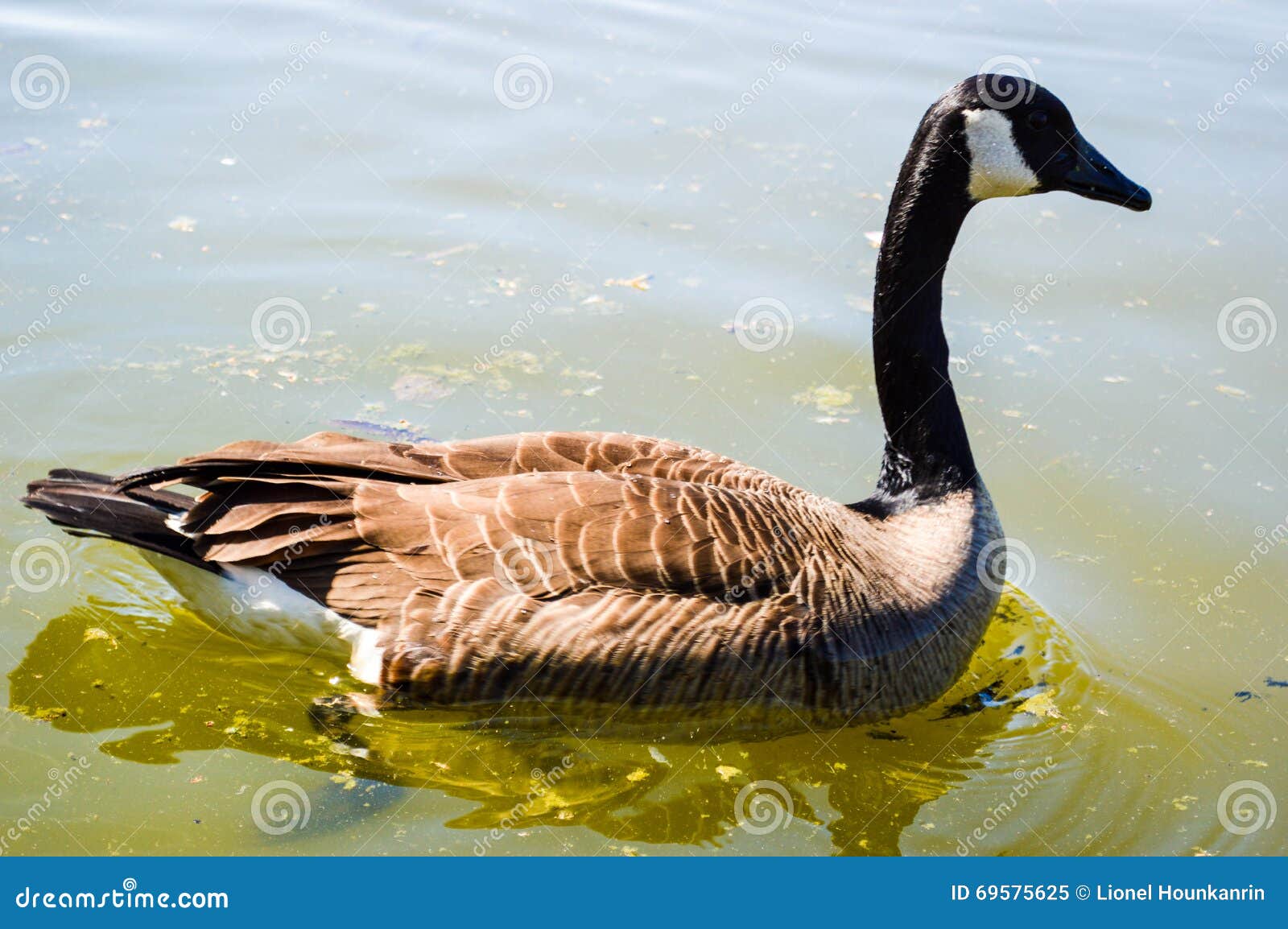 Duck gliding on water stock image. Image of summer, sunny - 69575625