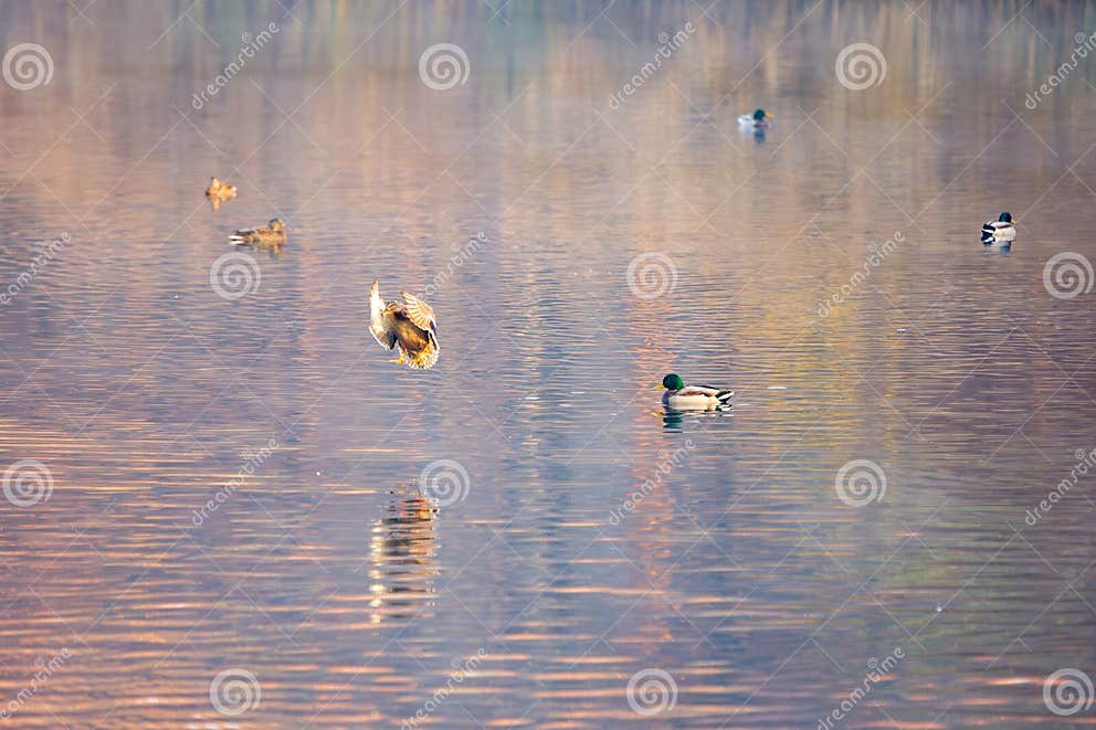 Duck Going Down Onto Surface of a Lake Stock Photo - Image of waterfowl ...