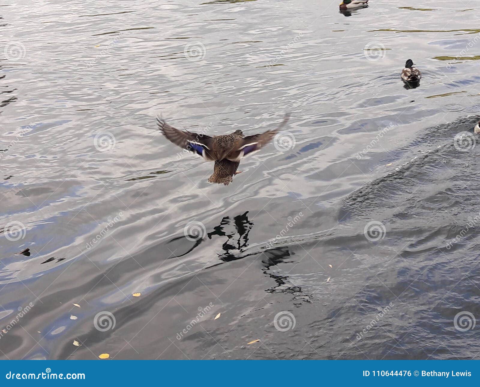 Duck stock photo. Image of blue, water, duck, flying - 110644476
