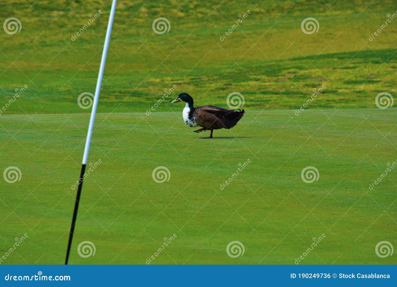 Duck at the Golf Course on a Green Grass I Stock Photo - Image of baby ...