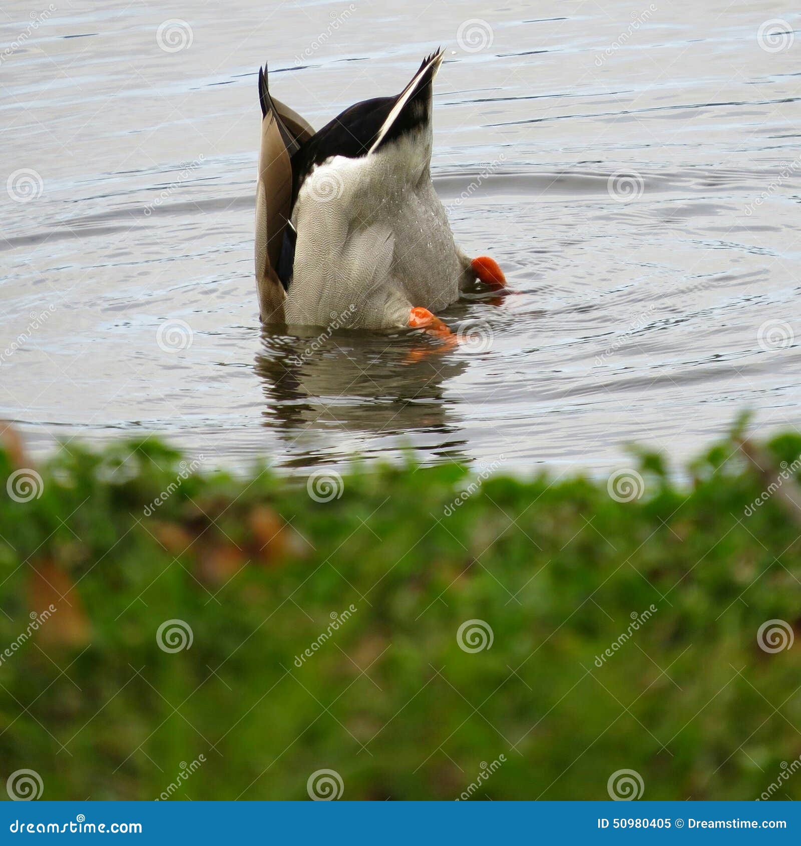 Duck gone fishing stock image. Image of fishing, naturelovers - 50980405