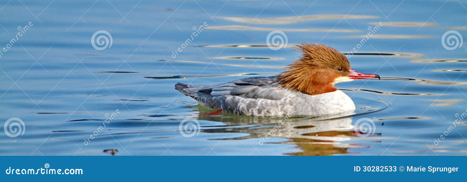 Duck Goosander stock image. Image of mallard, fowl, brown - 30282533