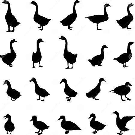 Duck and goose stock vector. Illustration of profile - 13757408