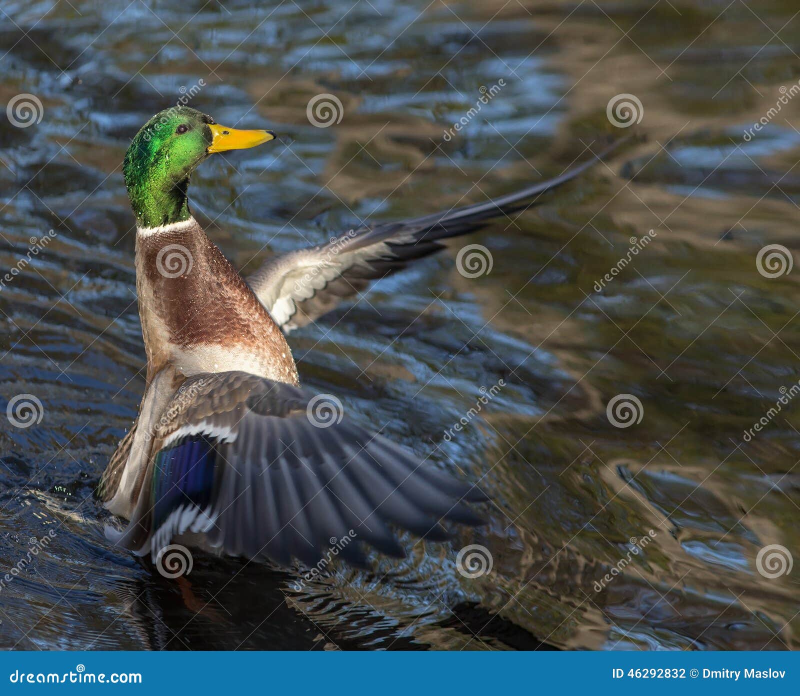 Duck grace stock photo. Image of nature, motion, closeup - 46292832