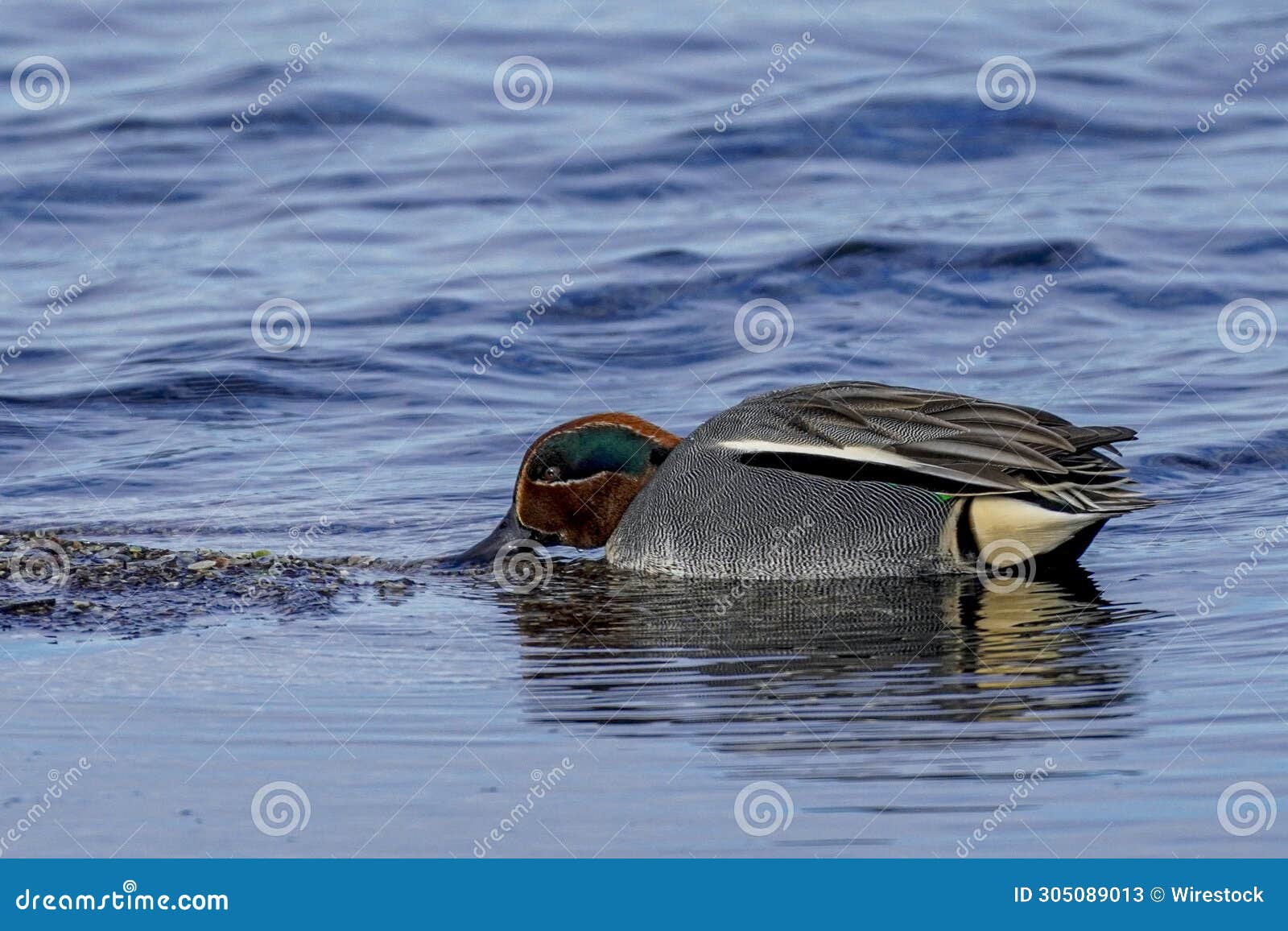 Duck Gracefully Glides in Water, Accompanied by a Fish Stock Image ...