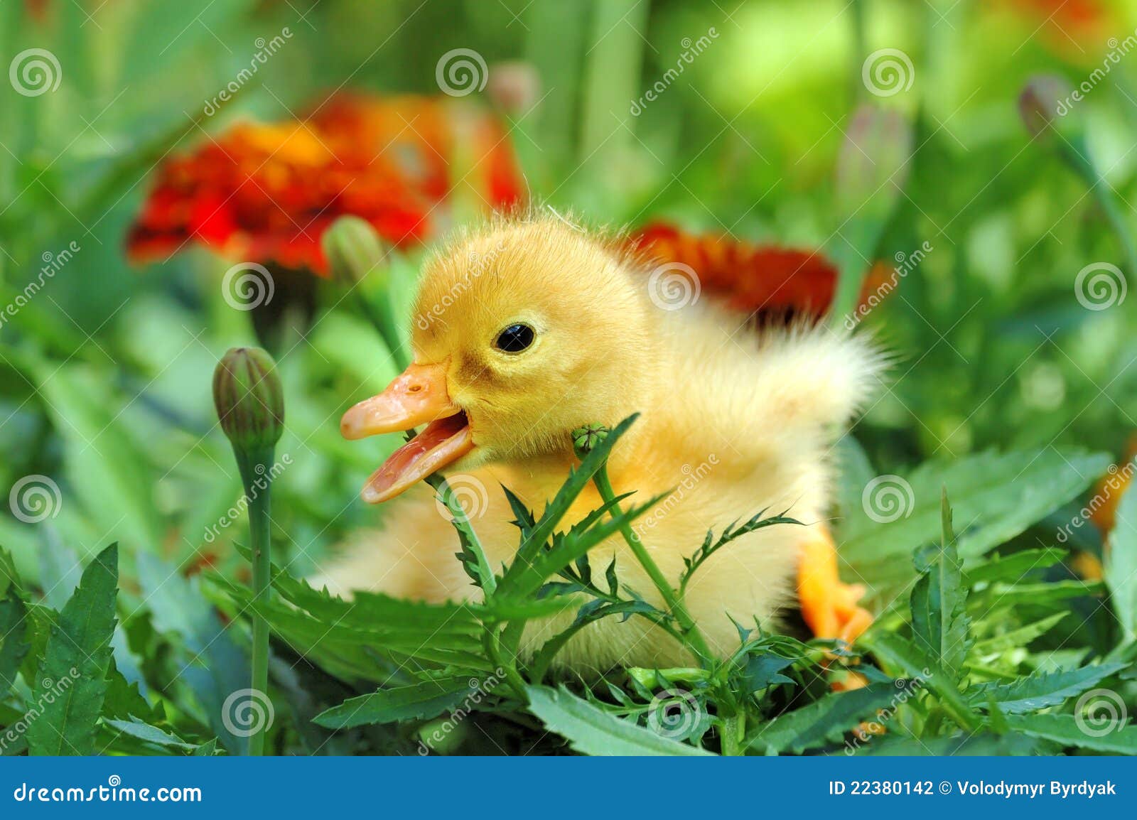 Duck in the grass stock photo. Image of duck, chick, livestock - 22380142
