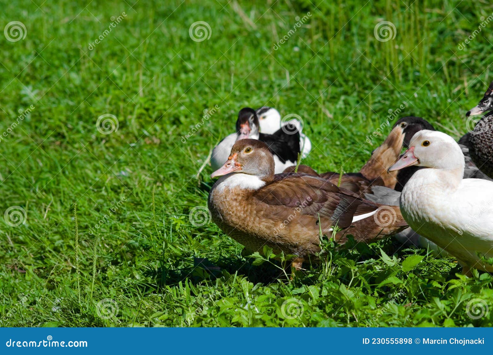 Duck on grass stock photo. Image of wildlife, beak, swan - 230555898