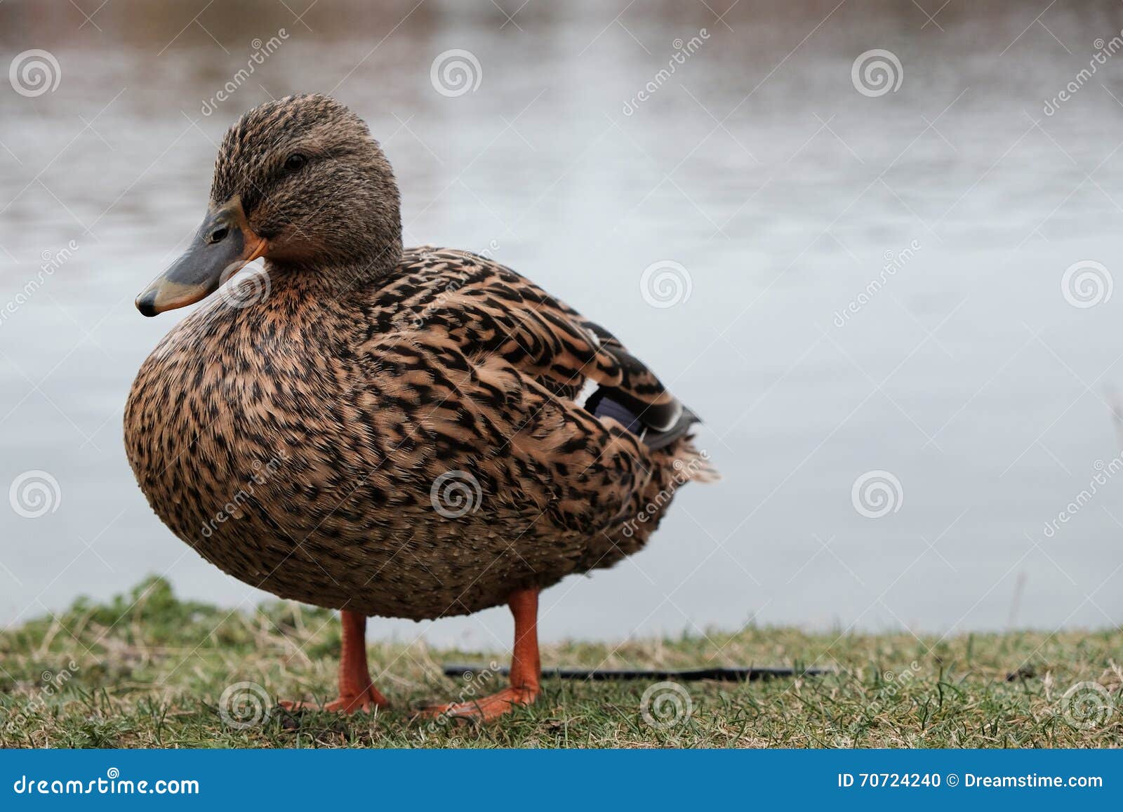 Duck on the Grass on a Background of Water Stock Photo - Image of ...