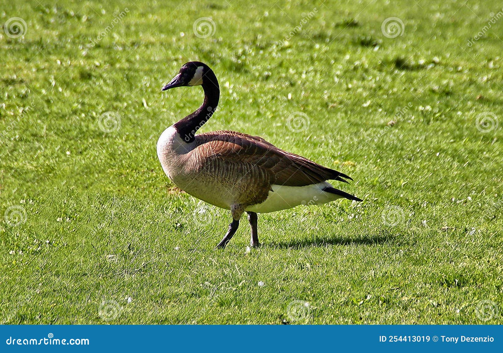 Duck on the grass stock image. Image of wildlife, bird - 254413019