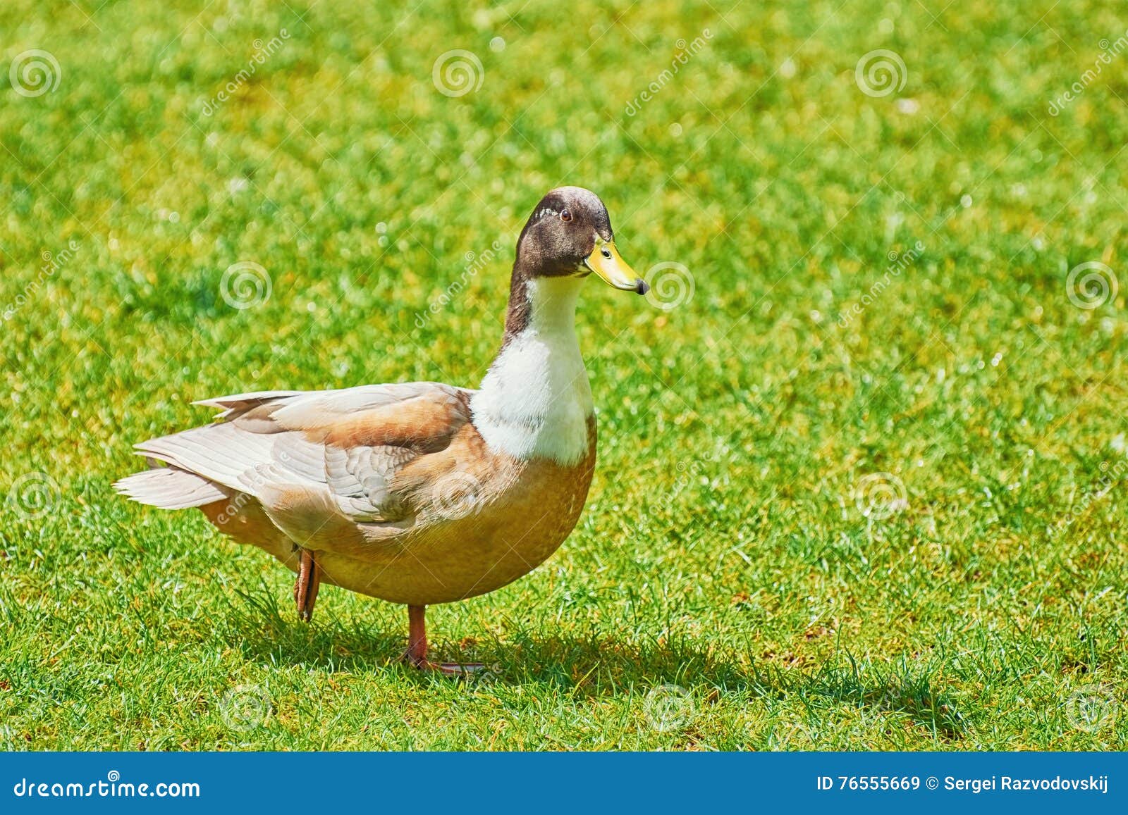 Duck on the Grass stock image. Image of anatidae, nature - 76555669