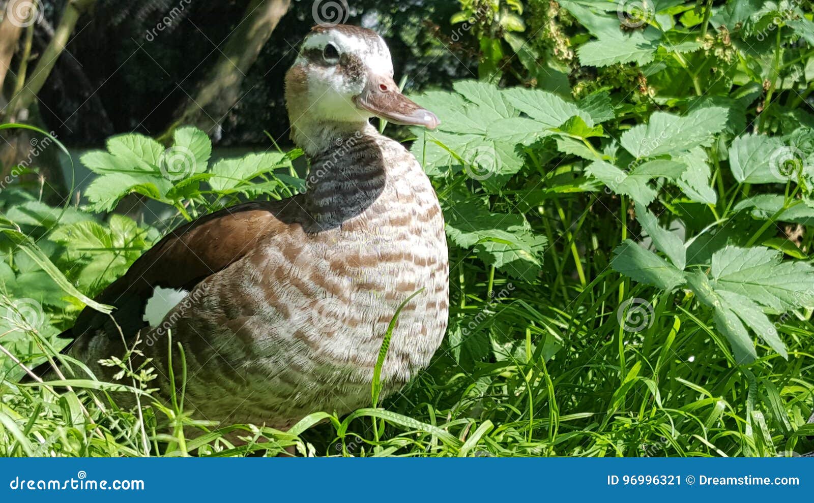 Duck stock image. Image of grass, nature, bird, duck - 96996321